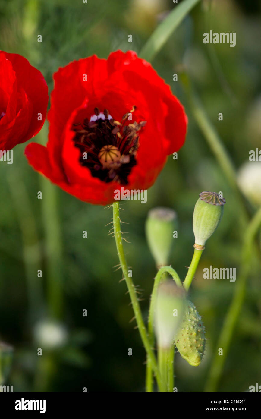 Photograph of the spring's blossom in the northern Negev Desert Stock ...