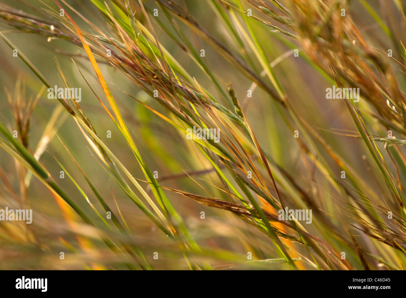 Photograph of wheat fields in Israel Stock Photo - Alamy