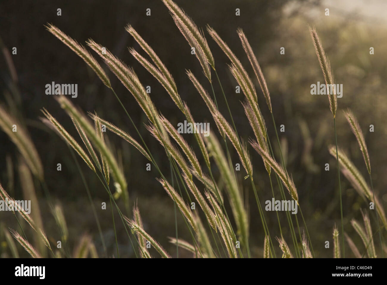 Photograph of the spring's blossom in the northern Negev Desert Stock ...