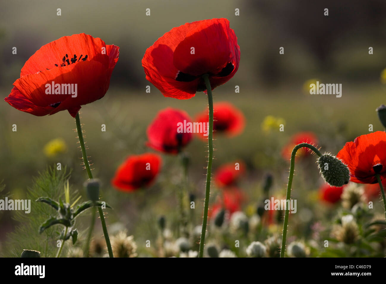 Colseup of a poppy flower in a field in the Plain Stock Photo - Alamy