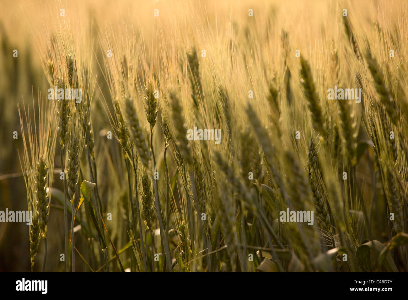 Agriculture In Israel Stock Photos & Agriculture In Israel Stock Images ...