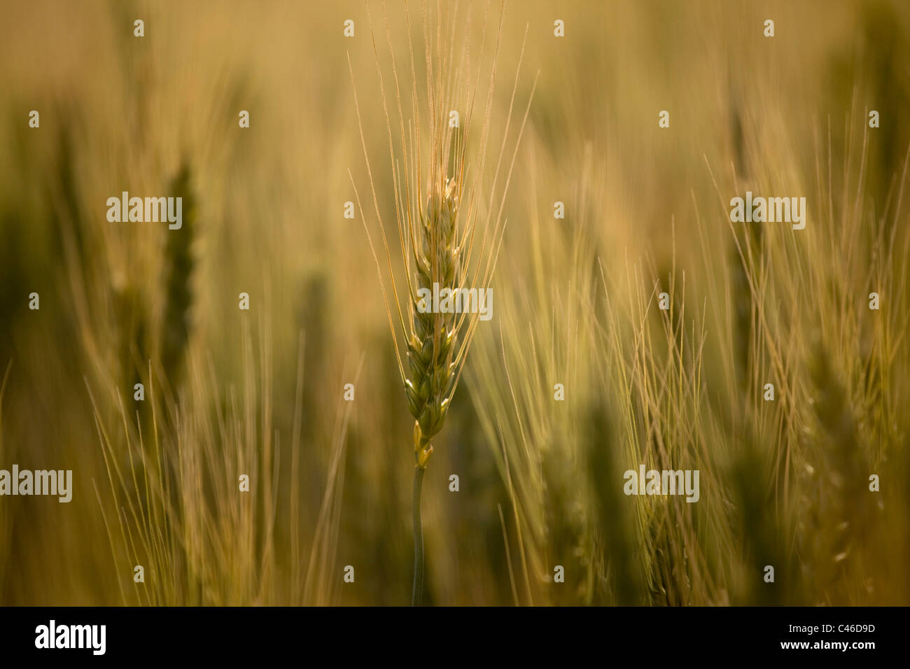 Photograph of wheat fields in Israel Stock Photo - Alamy