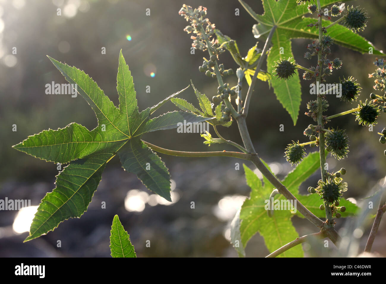 Closeup of the castor bush Stock Photo - Alamy