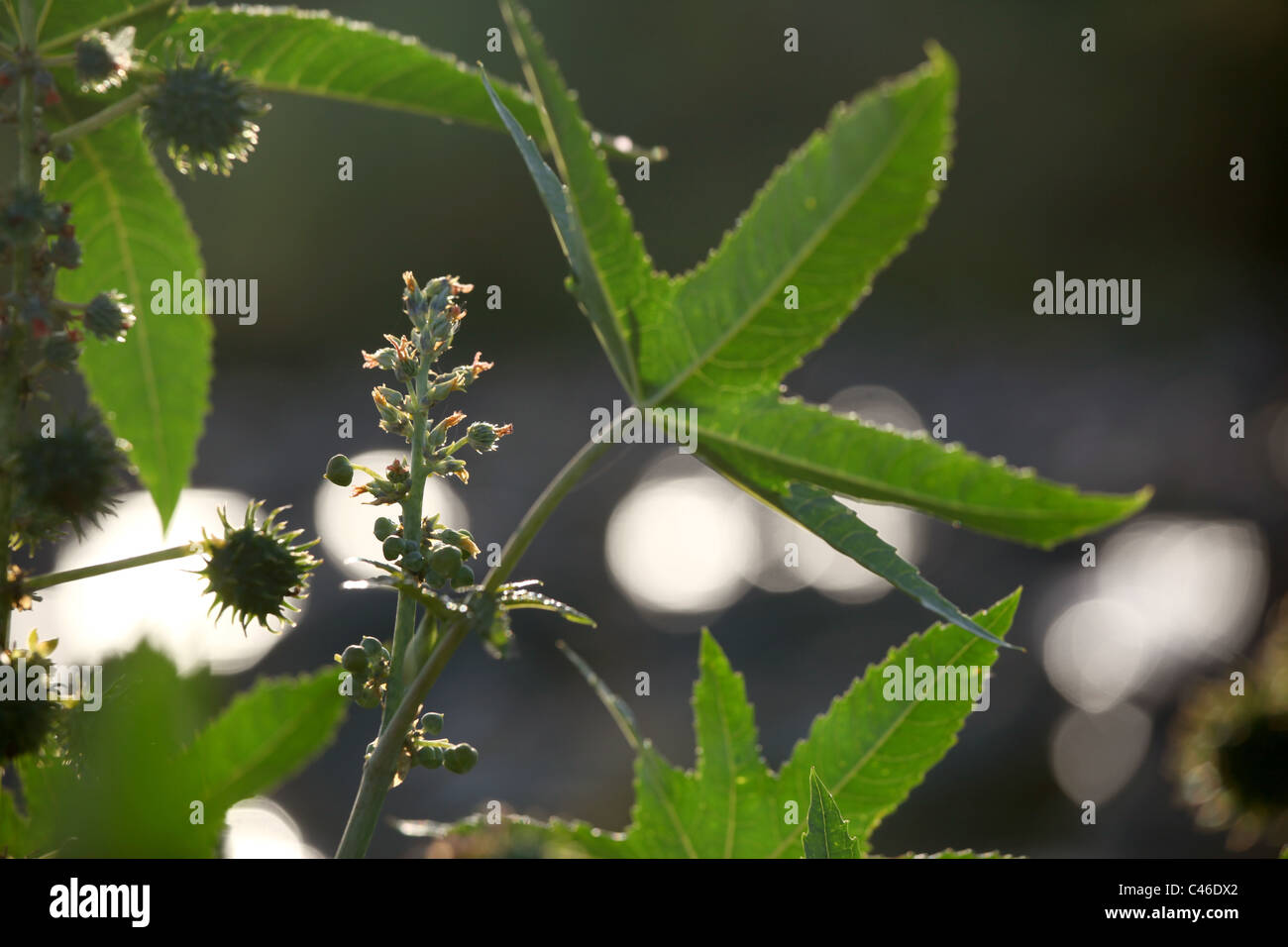Castor bush hi-res stock photography and images - Alamy