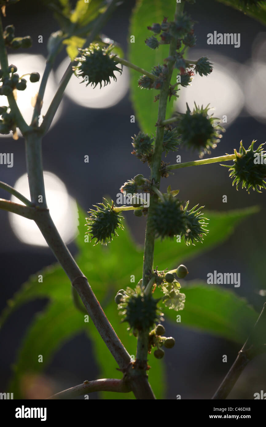 Closeup of the castor bush Stock Photo - Alamy