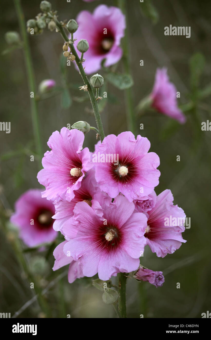 Closeup of the spring's blossom Stock Photo - Alamy