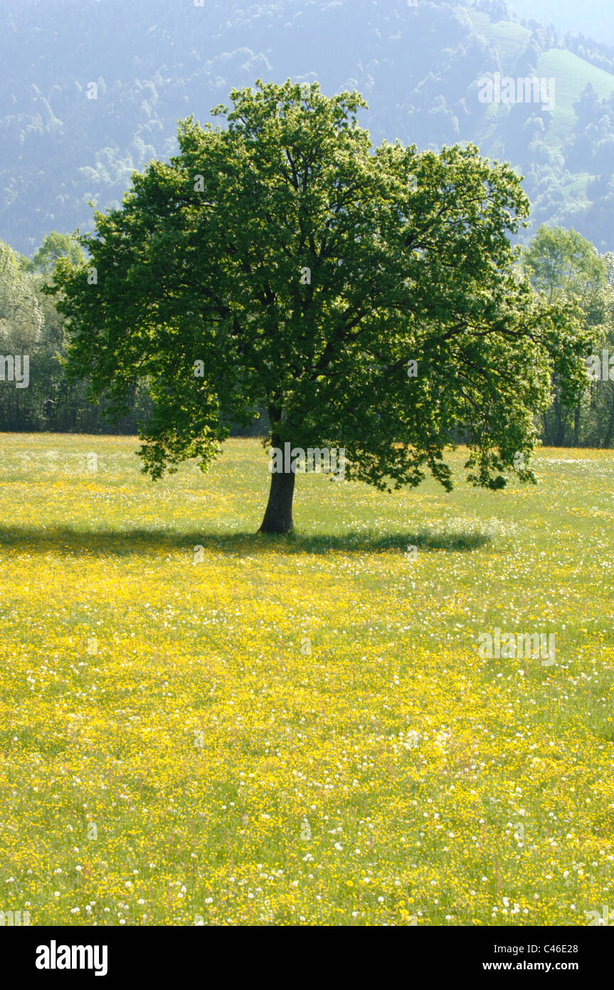 single linden tree isolated at meadow in springtime in Germany, Bavaria ...
