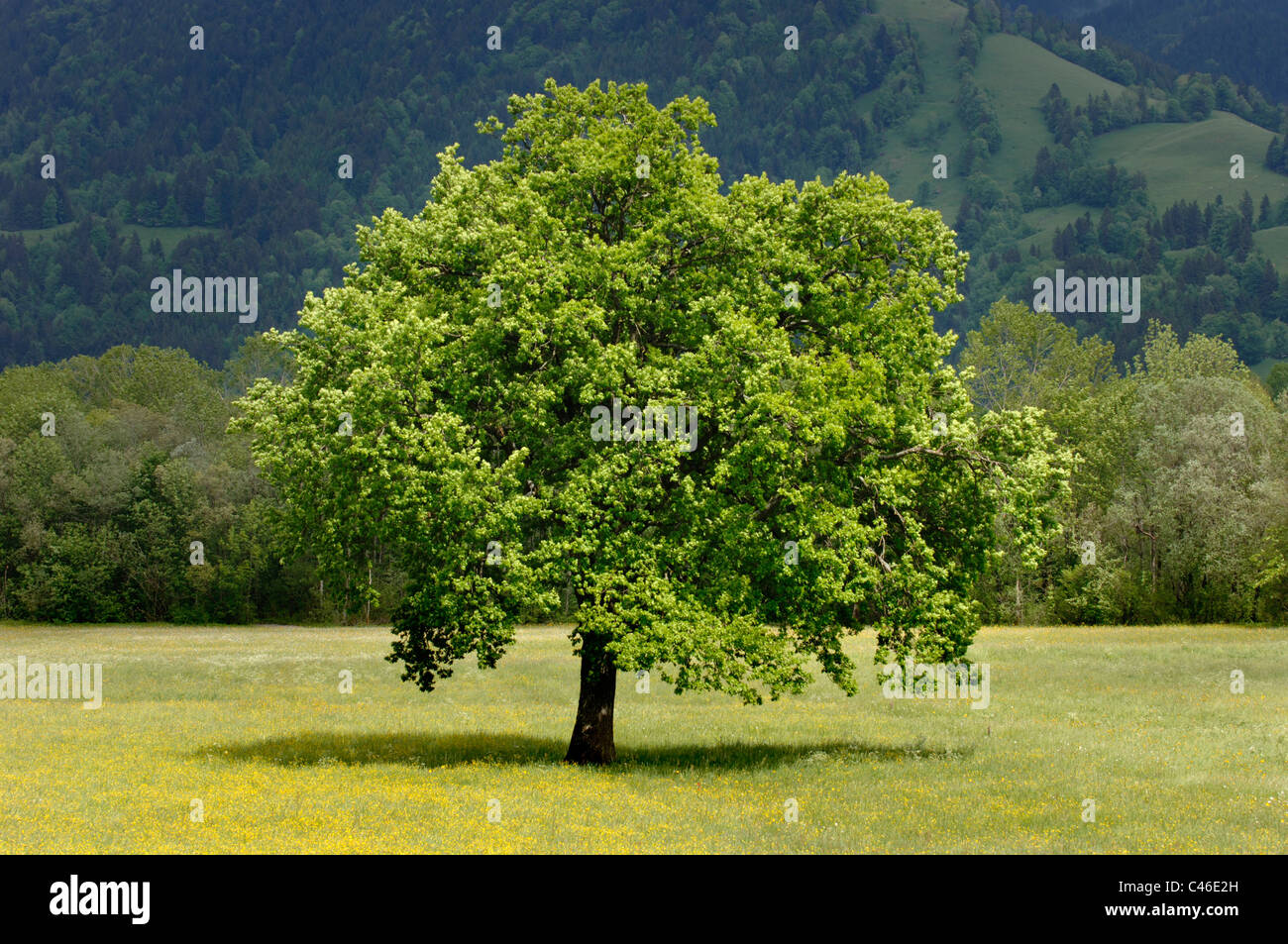 single linden tree isolated at meadow in springtime in Germany, Bavaria ...