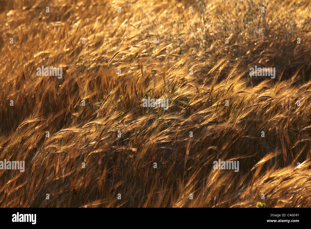 Photograph of wheat fields in Israel Stock Photo - Alamy