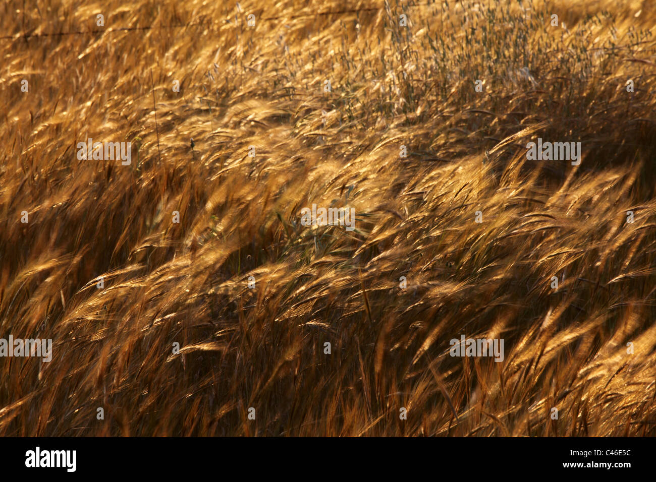 Photograph of wheat fields in Israel Stock Photo - Alamy