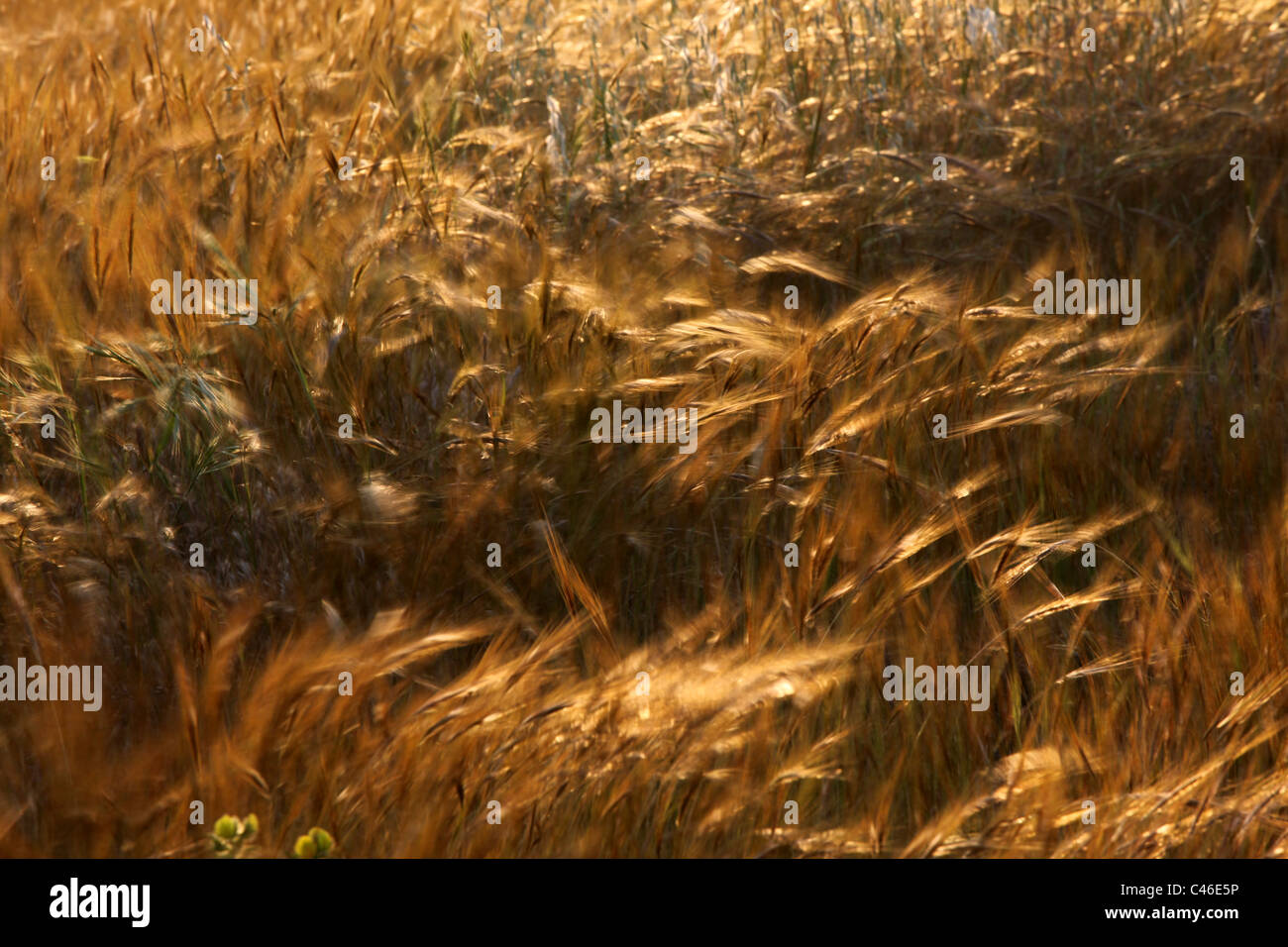 Photograph of wheat fields in Israel Stock Photo - Alamy