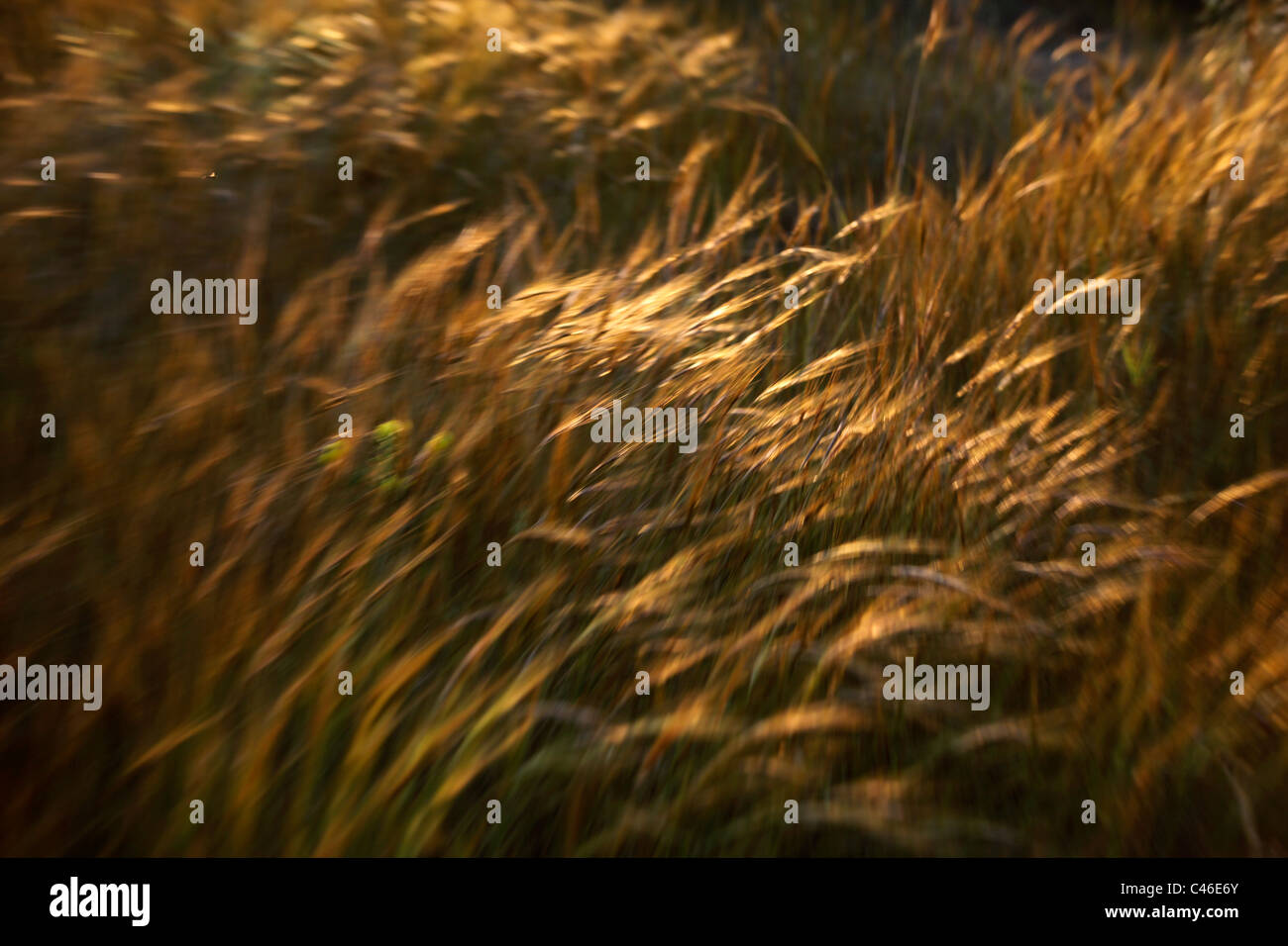 Photograph of wheat fields in Israel Stock Photo - Alamy