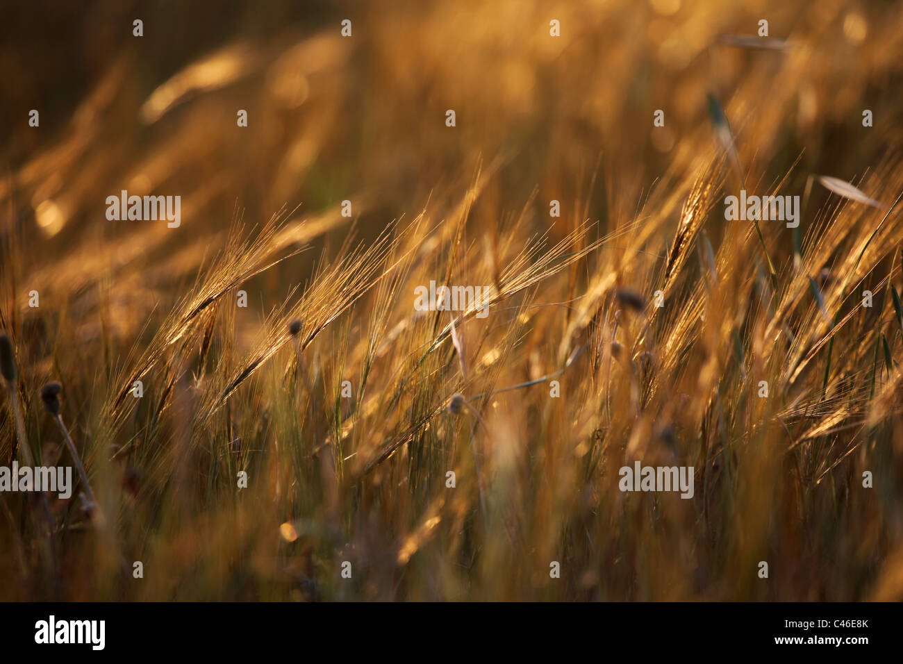 Photograph of wheat fields in Israel Stock Photo - Alamy