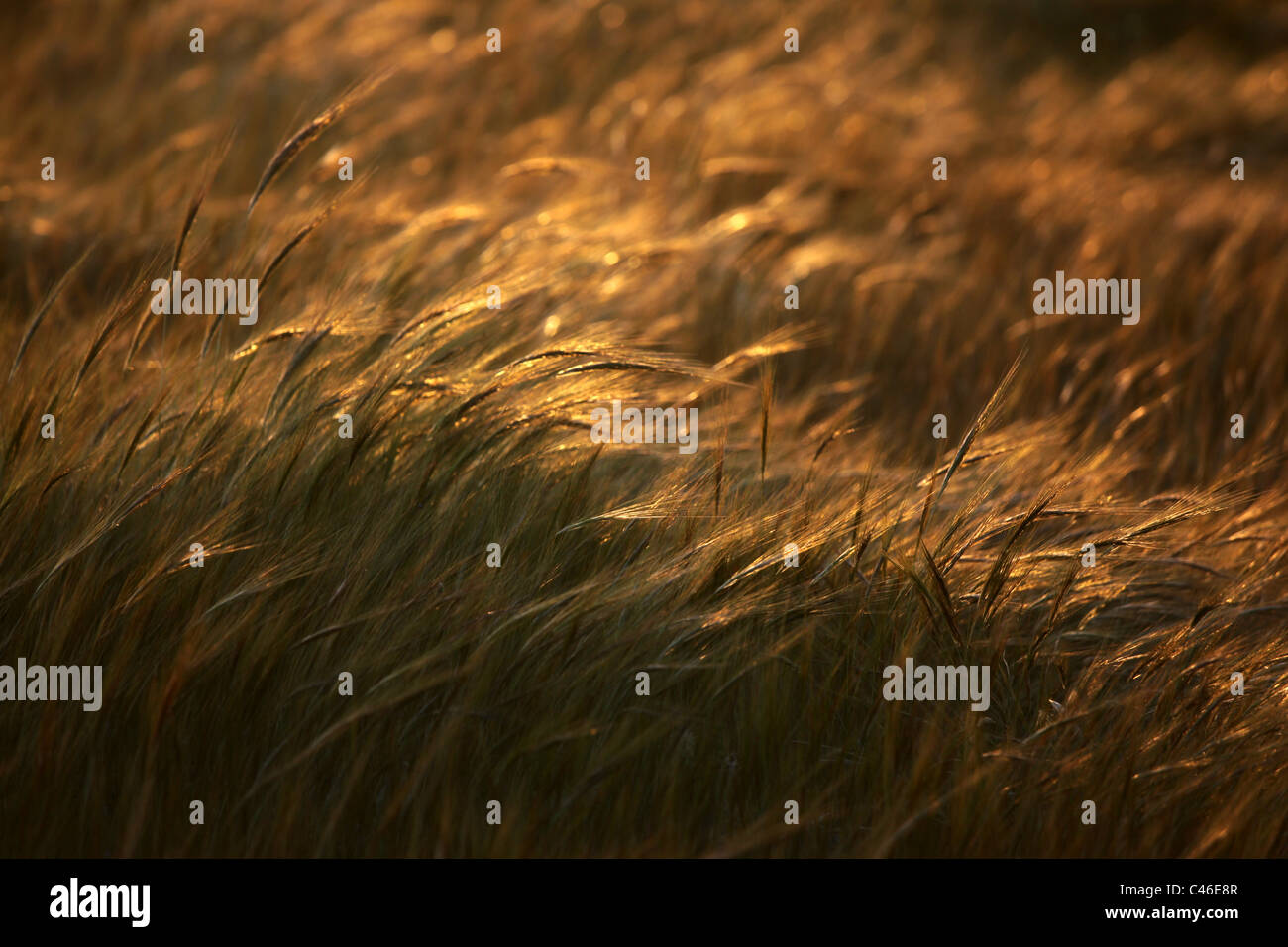 Photograph of wheat fields in Israel Stock Photo - Alamy