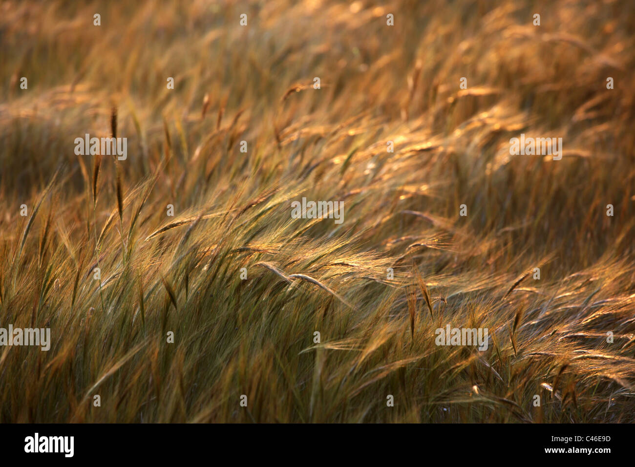 Photograph of wheat fields in Israel Stock Photo - Alamy
