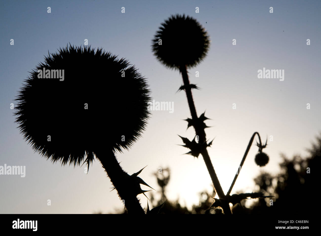 Abstract shapes in nature photography hi-res stock photography and ...