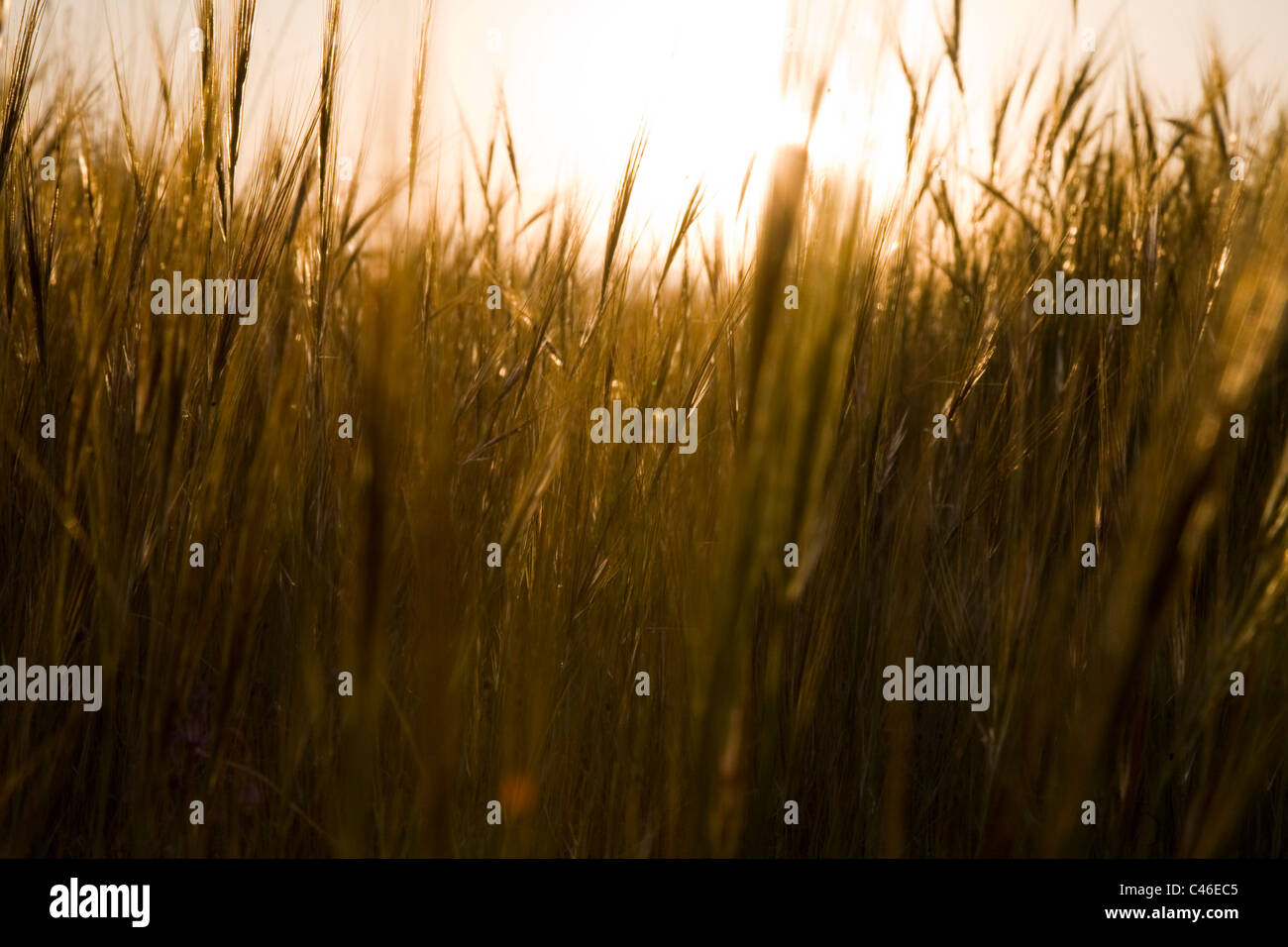 Photograph of wheat fields in Israel Stock Photo - Alamy