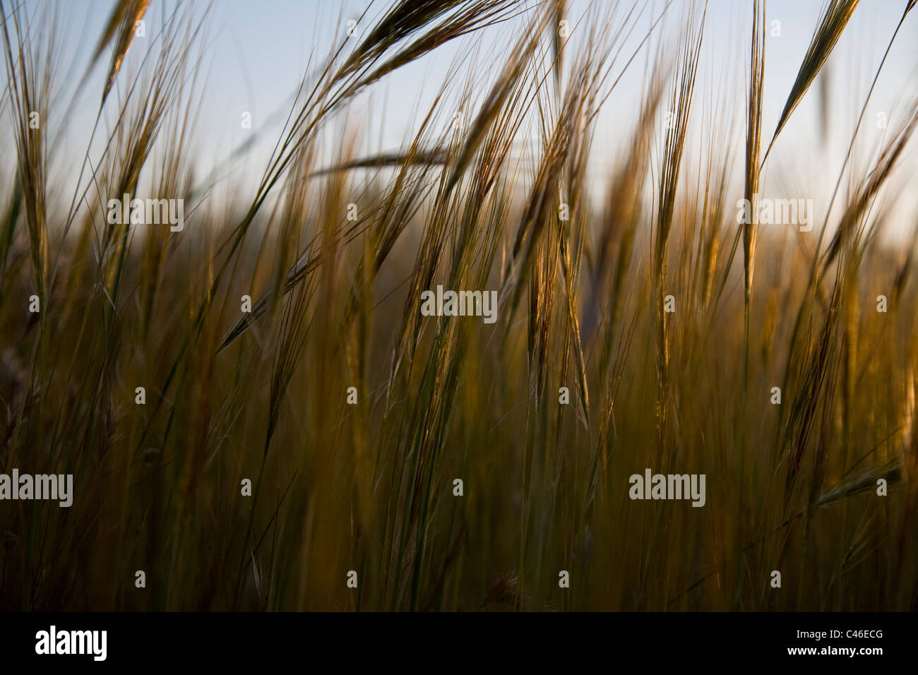 Photograph of wheat fields in Israel Stock Photo - Alamy