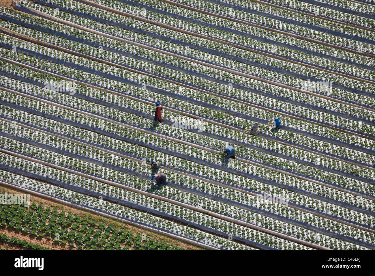 Middle east workers hi-res stock photography and images - Alamy