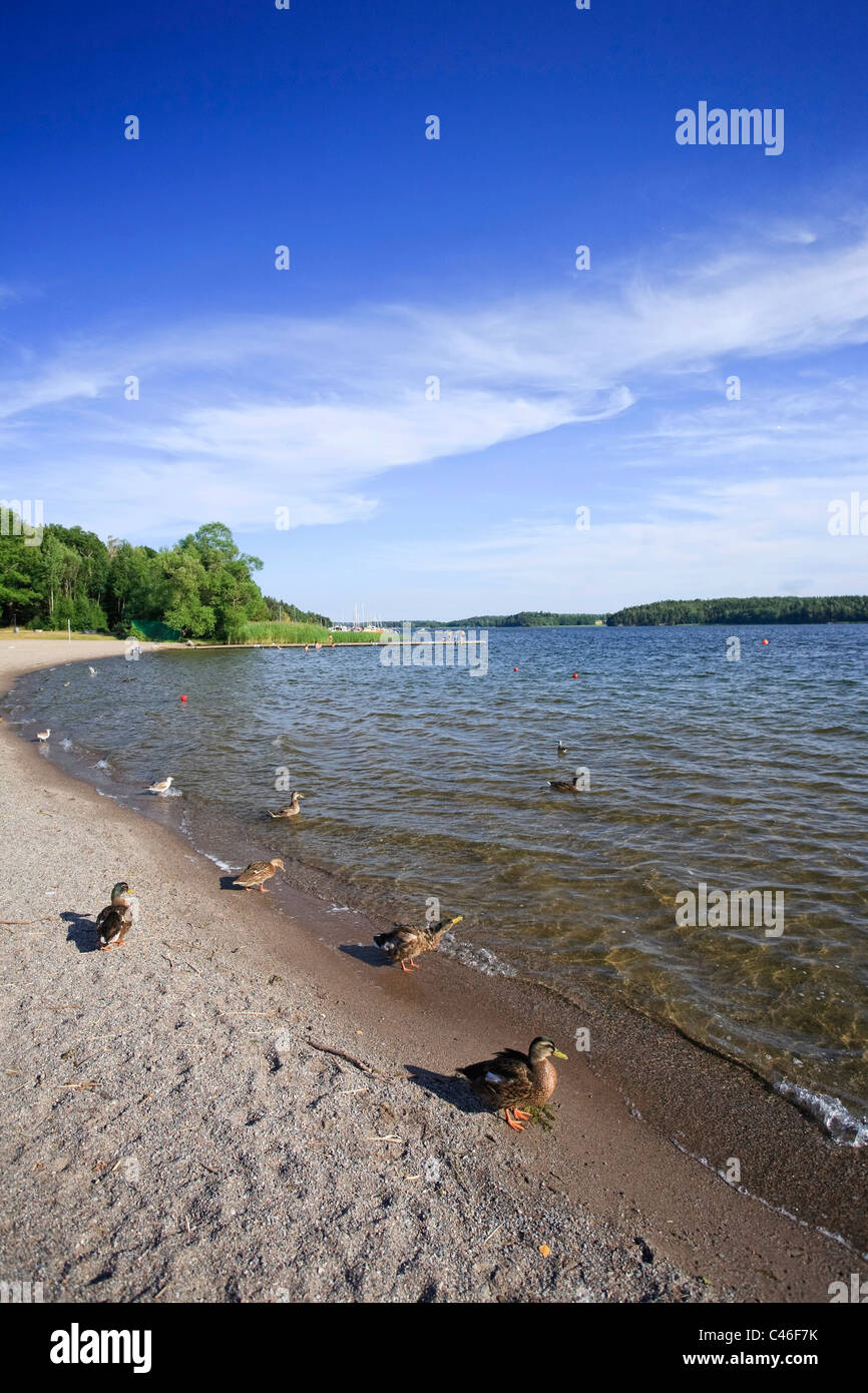 Hasselby Strand Beach, Stockholm Archipelago, Stockholm, Sweden Stock ...