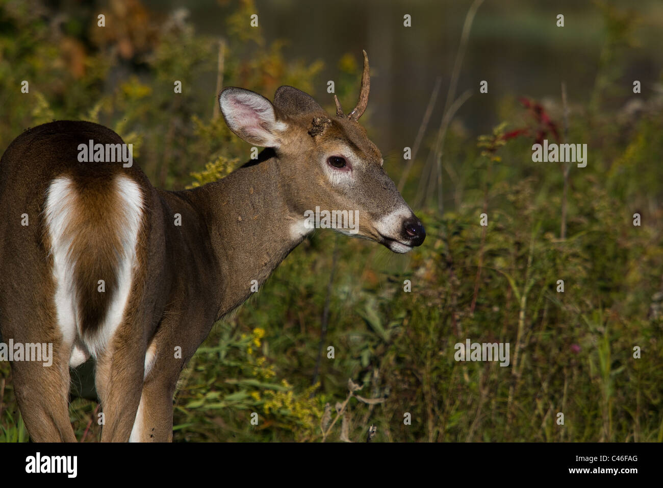 Deformed antlers hi-res stock photography and images - Alamy