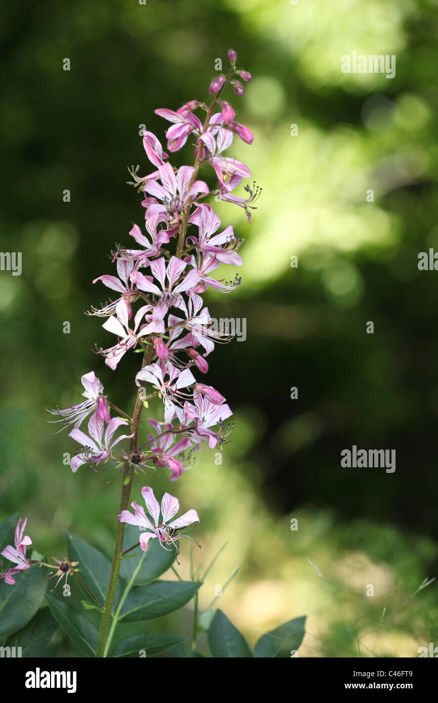 The white-pink flowers of Burning bush (Dictamnus albus) blooming in ...
