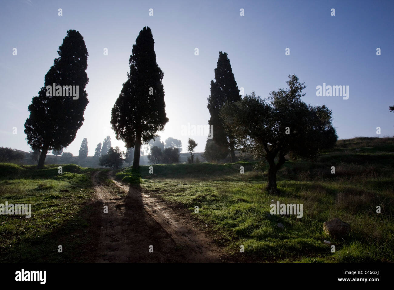 Photograph of a grove in the Lower Galilee Stock Photo - Alamy