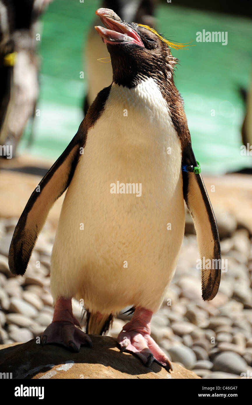Rock Hopper penguin in London Zoo Stock Photo - Alamy