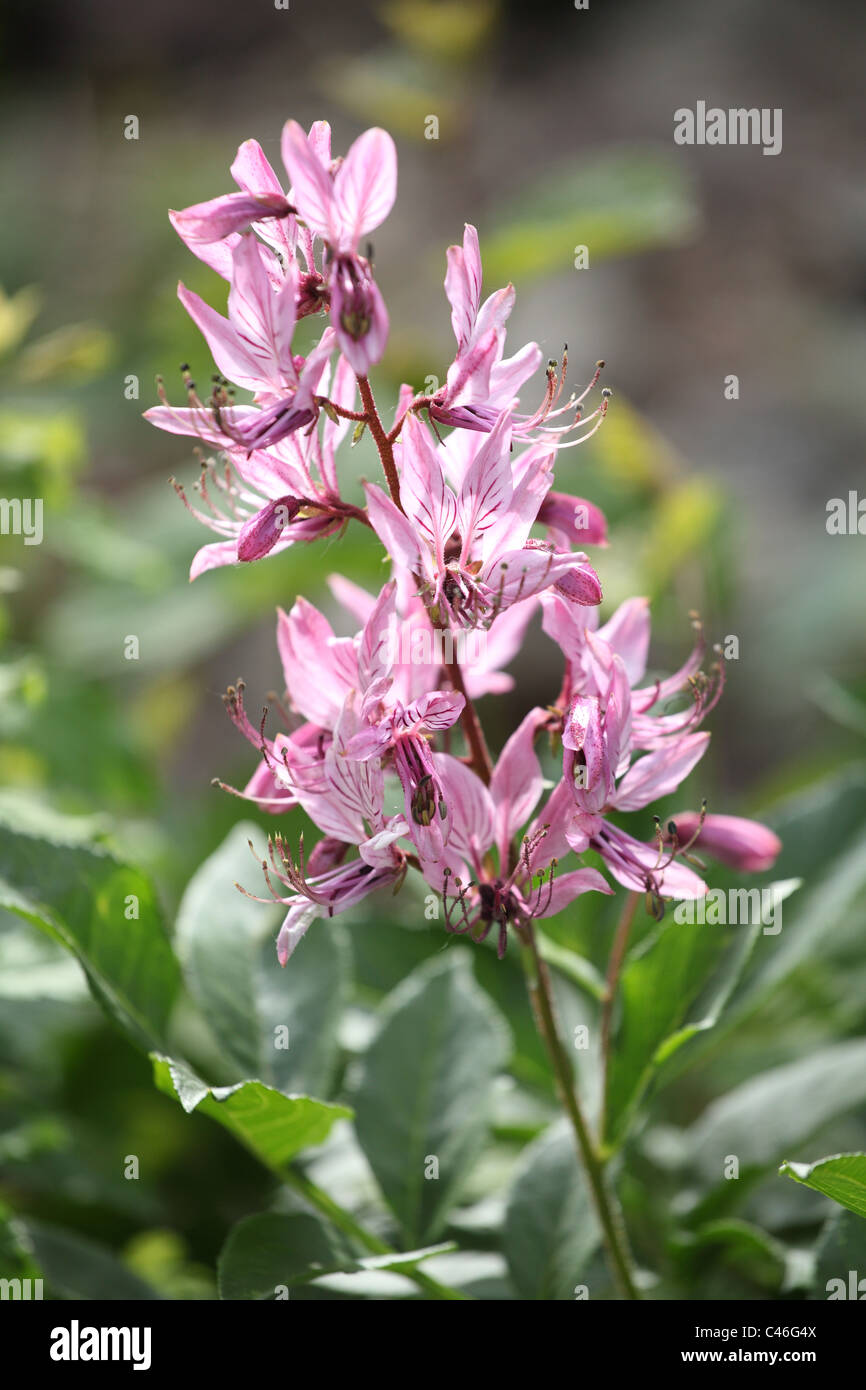 The white-pink flowers of Burning bush (Dictamnus albus) blooming in ...