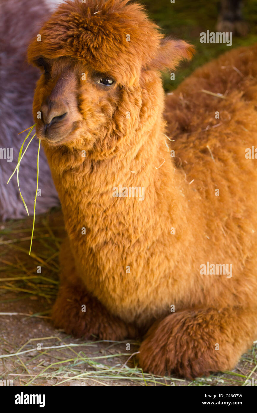 Alpaca chewing grass Stock Photo - Alamy