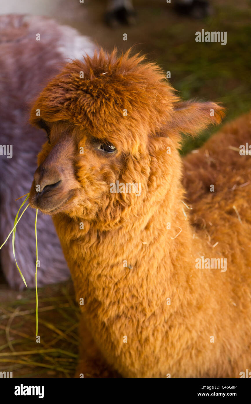 Alpaca chewing grass Stock Photo - Alamy