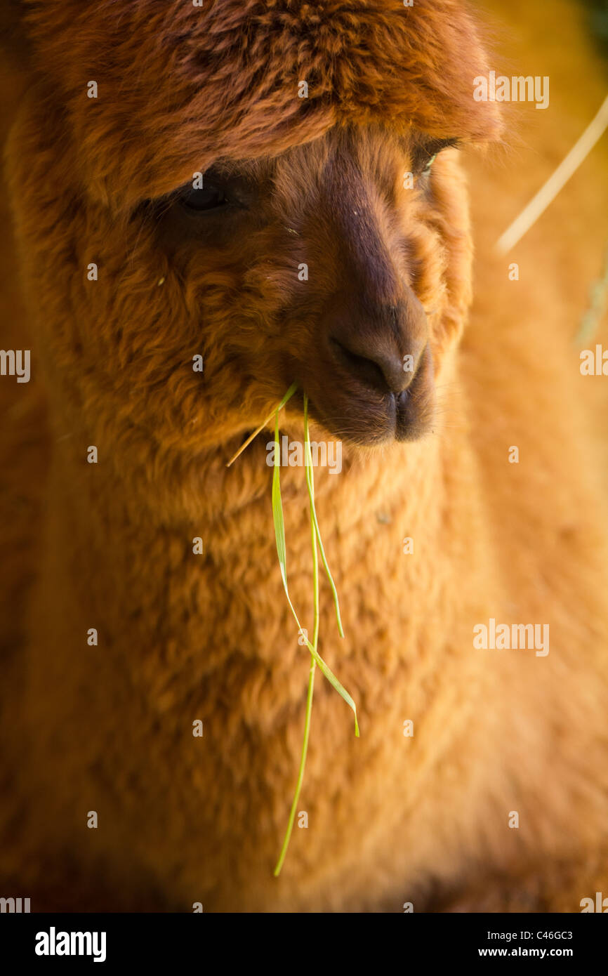 Alpaca chewing grass Stock Photo - Alamy