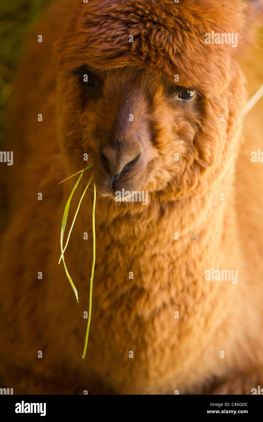 Alpaca chewing grass Stock Photo - Alamy