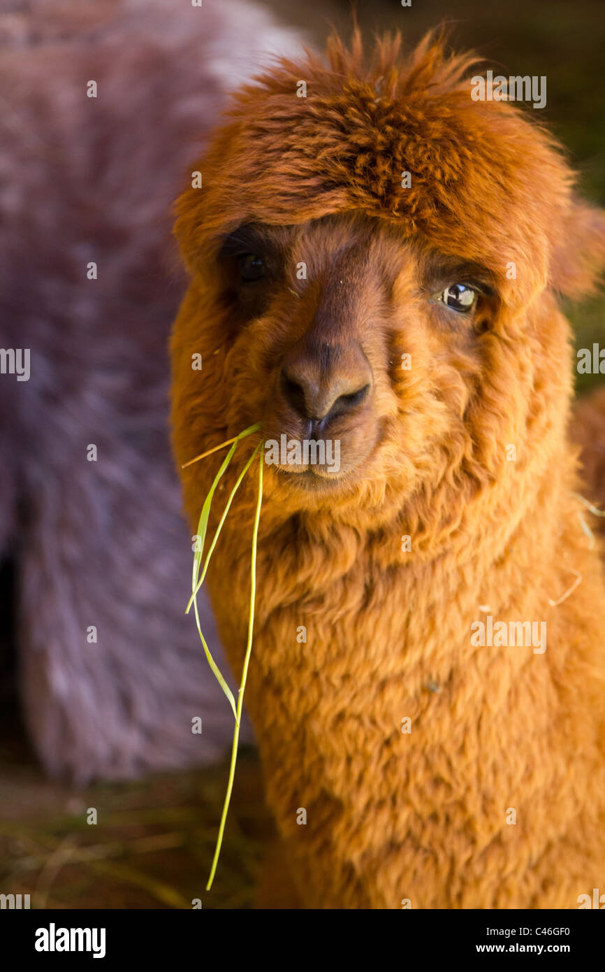 Alpaca chewing grass Stock Photo - Alamy