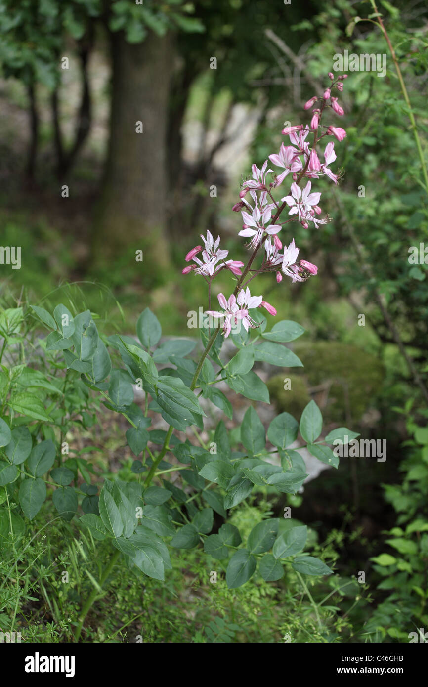 The white-pink flowers of Burning bush (Dictamnus albus) blooming in ...