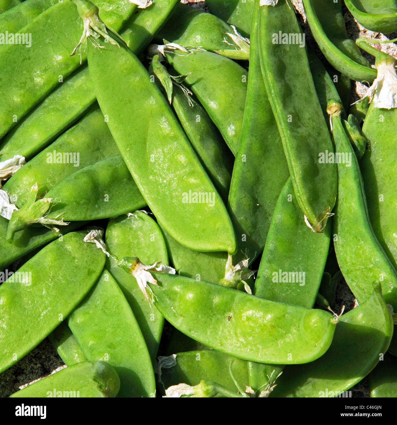 Mangetout oregon sugar pod hi-res stock photography and images - Alamy