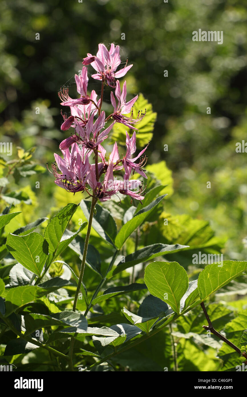 The white-pink flowers of Burning bush (Dictamnus albus) blooming in ...