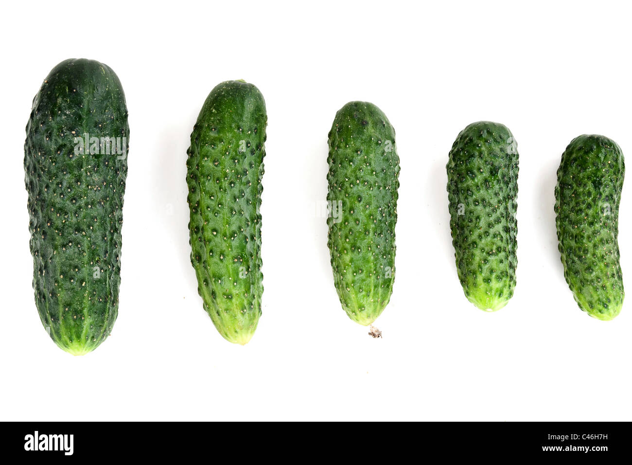 five ripe cucumber isolated on white background Stock Photo - Alamy