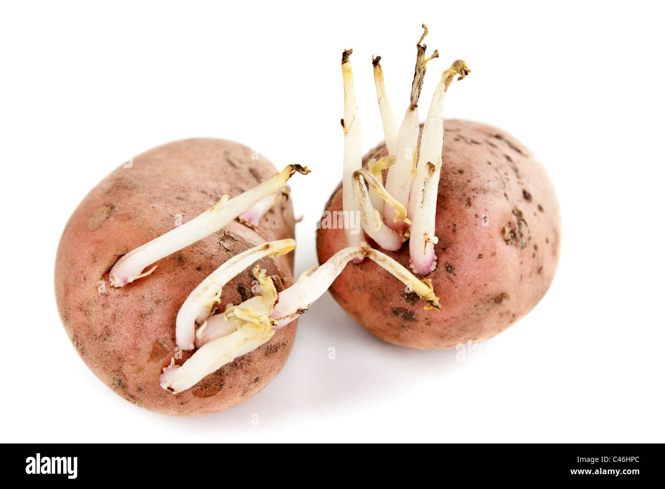 potato sprouts isolated on white background Stock Photo - Alamy