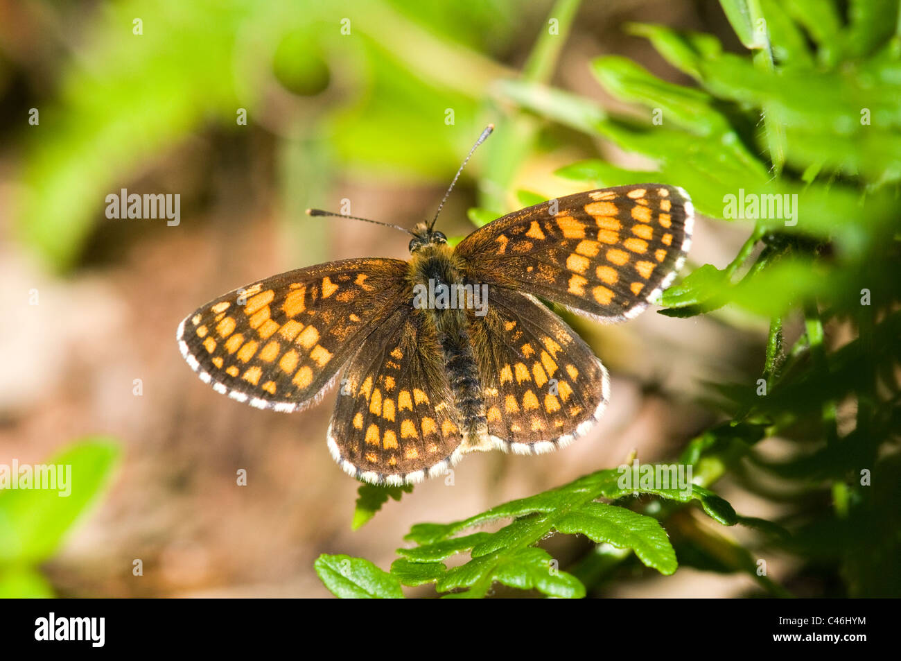 Heath fritillary butterfly Stock Photo - Alamy