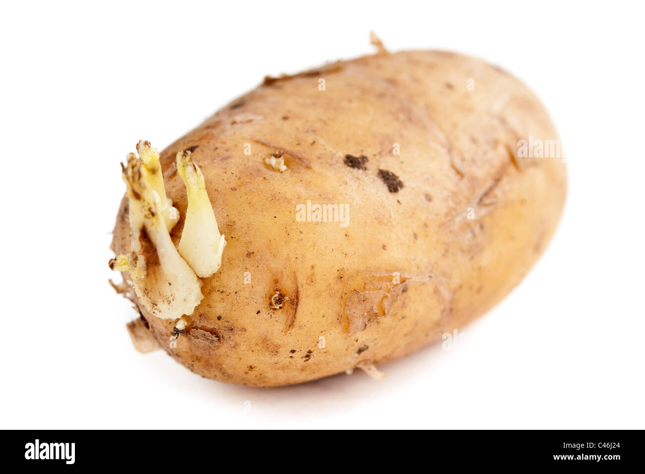 potato sprouts isolated on white background Stock Photo - Alamy