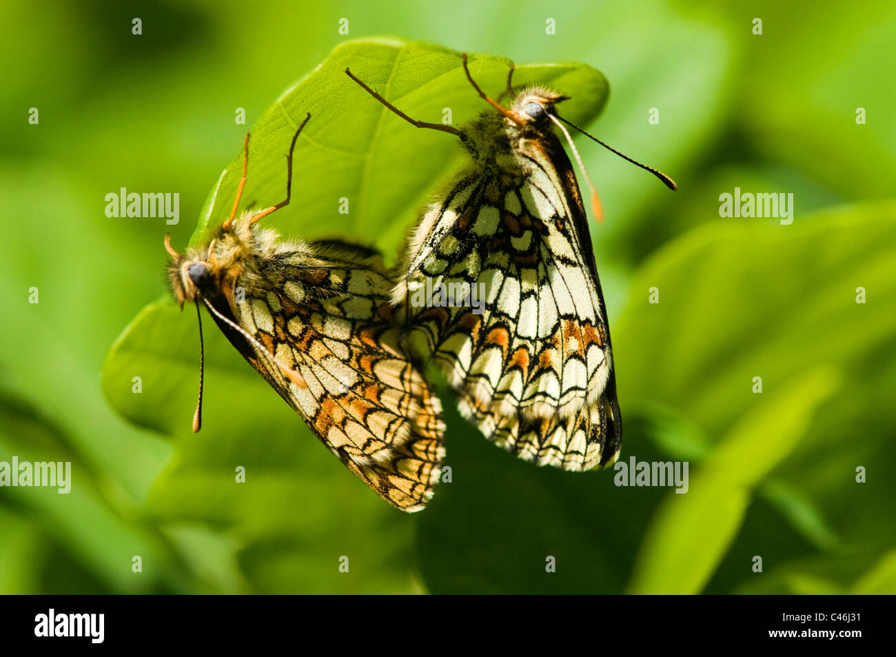 Heath fritillary butterfly Stock Photo - Alamy