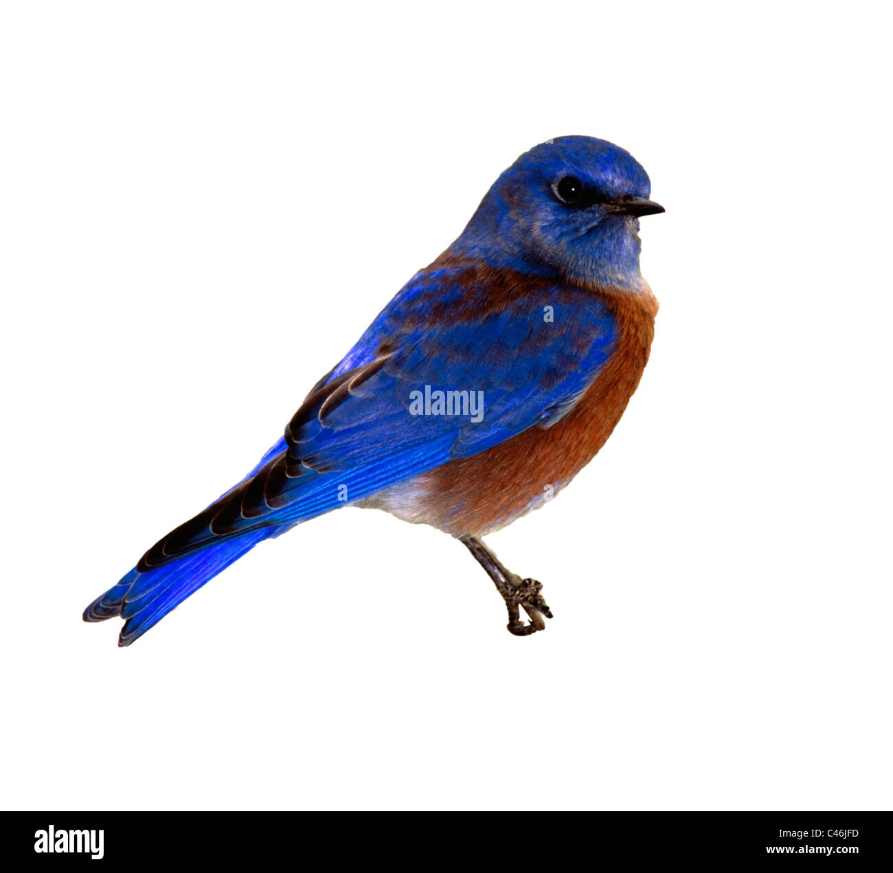 At the bluebird hi-res stock photography and images - Alamy