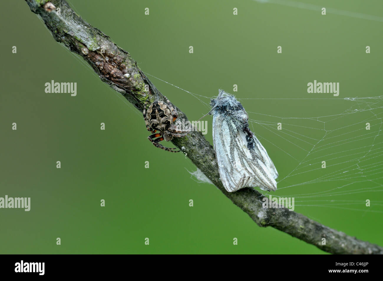 Spider and hunting trap with the victim in the spiderweb Stock Photo ...