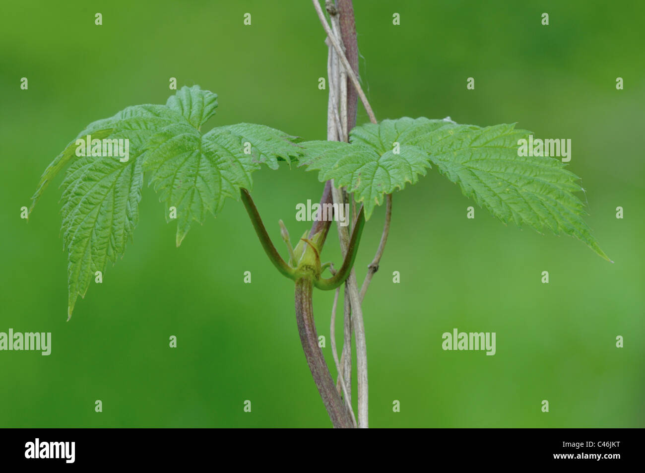 Wild green creeper in nature hi-res stock photography and images - Alamy