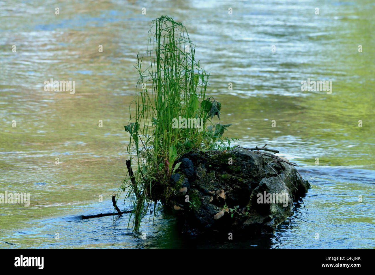 Old tree log submerged in the water of river Mierzawa with grass ...