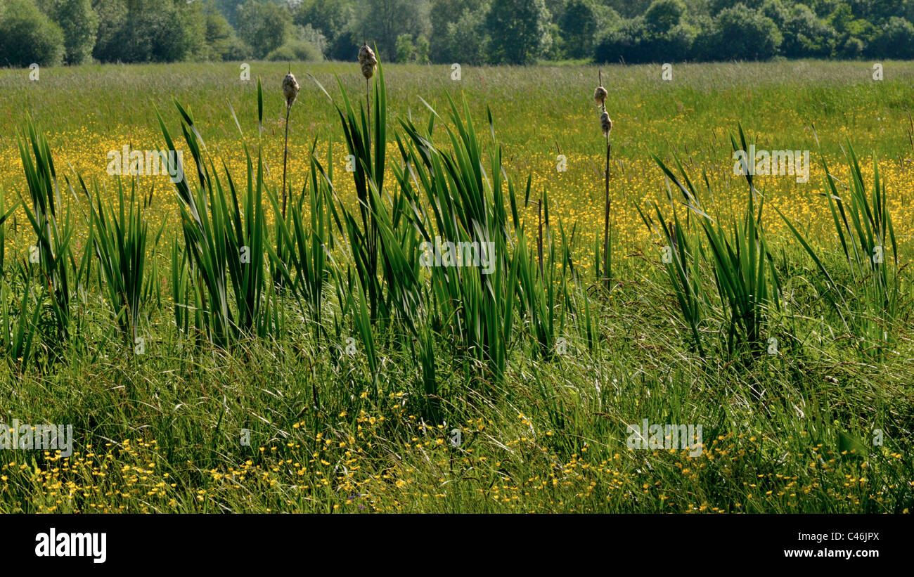 Meadows in spring Stock Photo - Alamy