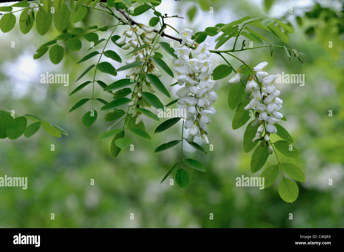 Acacia flowers hi-res stock photography and images - Alamy