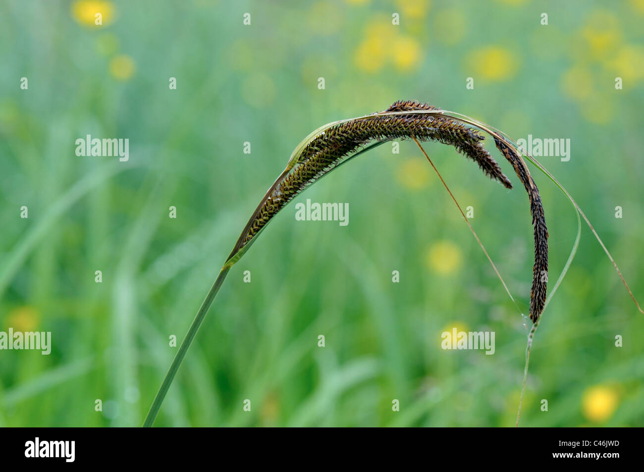 Macro photograph of a single grass in the meadow Stock Photo - Alamy