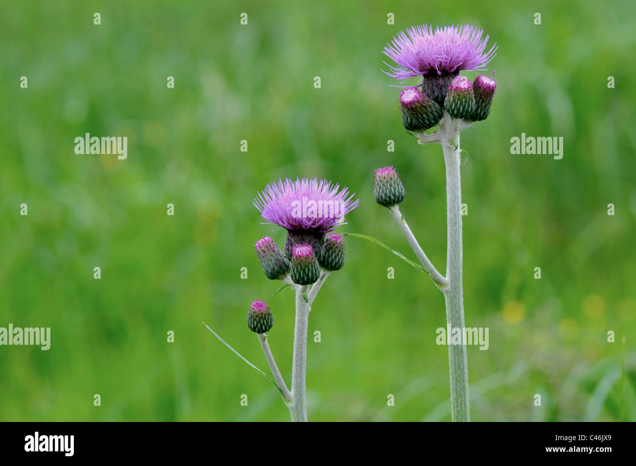 Canada thistle -Cirsium arvense growing on the meadow Stock Photo - Alamy